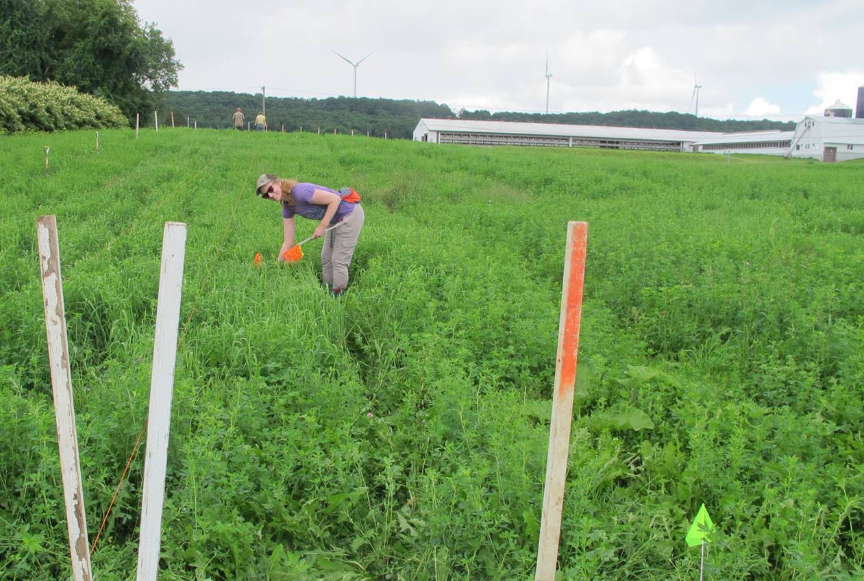 Local Farms Assisting NNYADP Alfalfa Pest Management Research