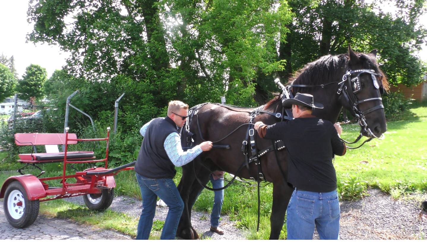 PHOTOS: Food Drive in Lowville with Fred the Horse Collects Donations ...